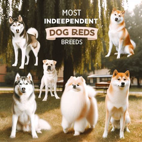 Top 10 Razas de Perros Más Independientes Para Dueños Ocupados Perro
