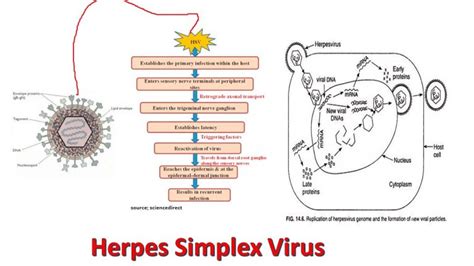 Herpes Simplex Virus Introduction Properties Pathogenecity Lab Diagno