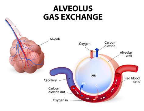 Diagram The Alveoli And Illustrate The Process Of Gas Exchan