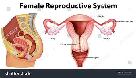 Female Reproductive System Unlabeled Diagram