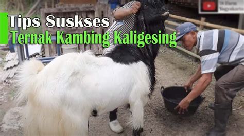 Tips Sukses Ternak Kambing Etawa Kaligesing YouTube