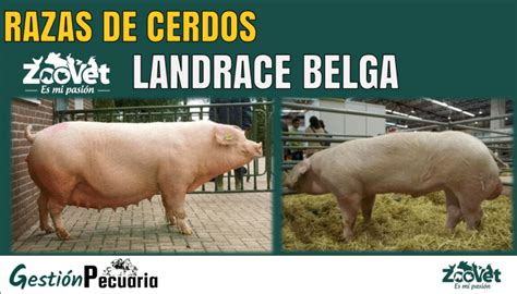 Raza De Cerdo Landrace Belga