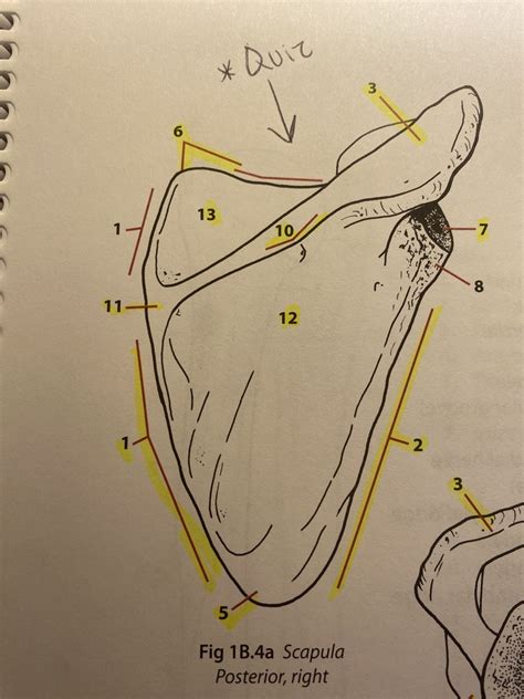 Scapula Diagram Quizlet