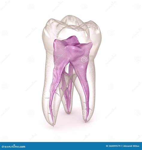 Dental Root Anatomy First Maxillary Molar Tooth Medically Accurate