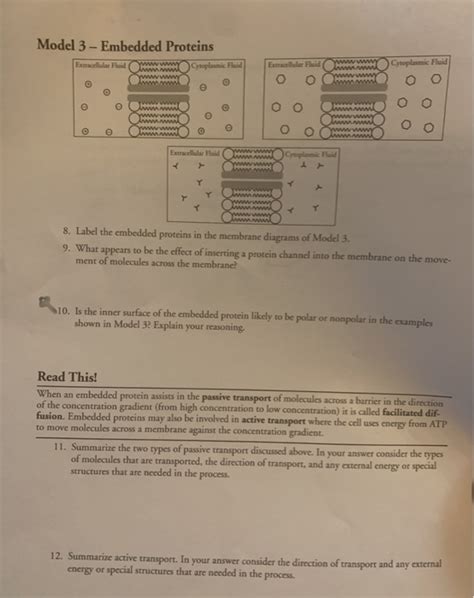 Solved Model Embedded Proteins Extracellular Fluid Chegg