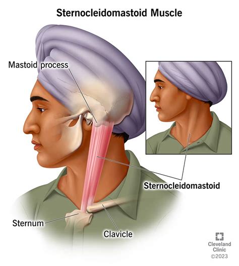 Sternocleidomastoid Encyclopedia Learn Anatomy 3D Models 52 OFF