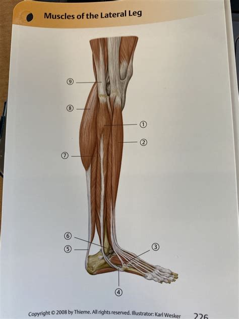 Muscles Of Lower Leg Diagram Quizlet