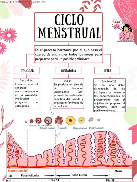 Ciclo Menstrual Cosas De Enfermeria Material De Enfermeria Ciclo