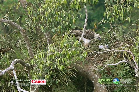 The Great Philippine Eagle Alain Pascua