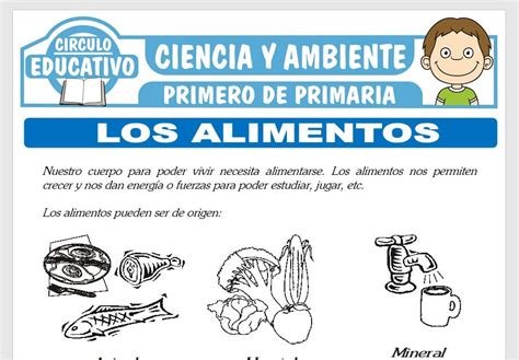 El Cuerpo Humano Para Primero De Primaria Fichas GRATIS