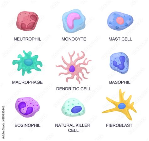 Types Of Blood Cells Vector Illustrations Set Collection Of Cartoon
