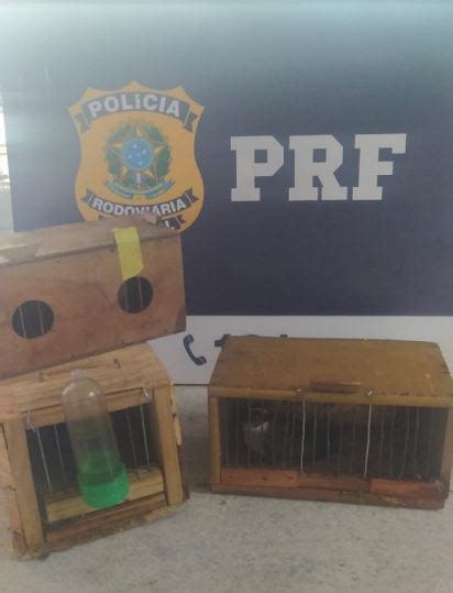 PRF flagra crime ambiental e resgata pássaros silvestres transportados