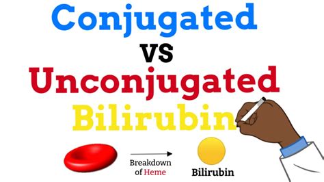 Conjugated Vs Unconjugated Bilirubin Simple Explanation YouTube