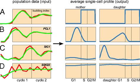branching process deconvolution algorithm reveals a detailed cell cycle transcription program pnas