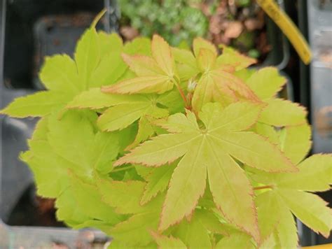 Comprar arce japonés Acer palmatum Summer gold Plantamus Vivero online