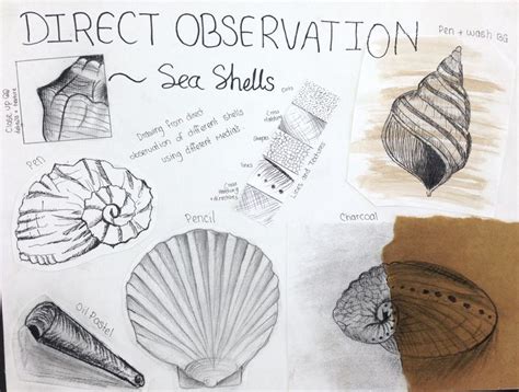 A Drawing Of Different Types Of Seashells On A Piece Of Paper With The