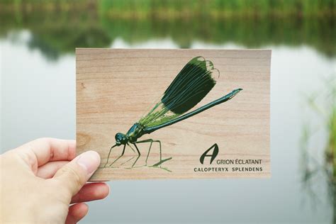 Carte De Visite En Bois Absolu Wood