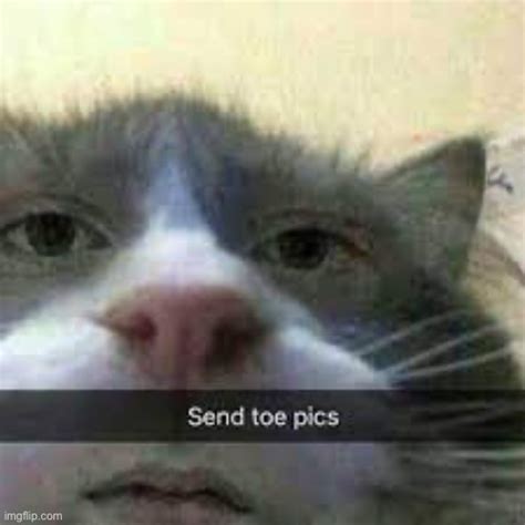 Send Toe Pics Cat Imgflip