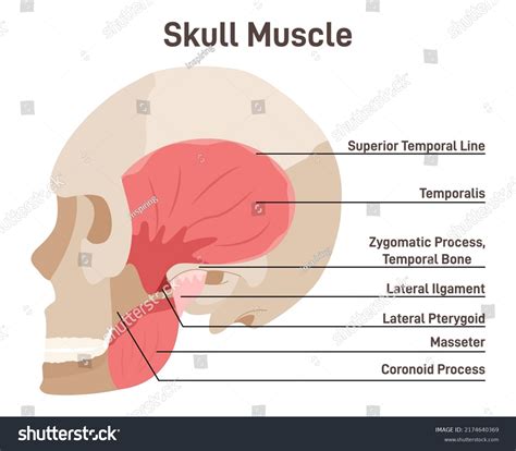 Skull Muscles Didactic Scheme Of Anatomy Of Royalty Free Stock
