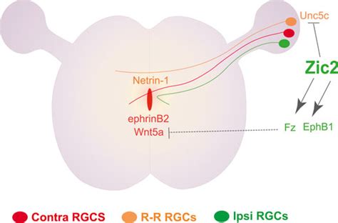 Frontiers Transcriptional Control Of Axon Guidance At Midline Structures