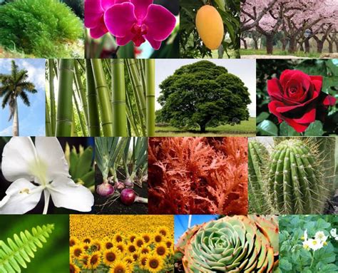 El Reino de las Plantas Clasificación tipos y funciones ImpulsaT 2022