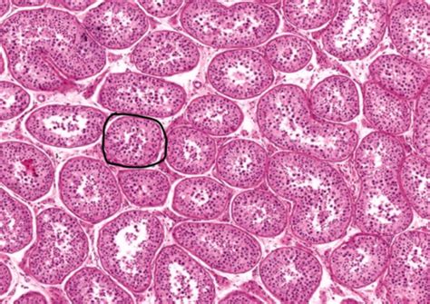 Lab Exam Histology Flashcards Quizlet