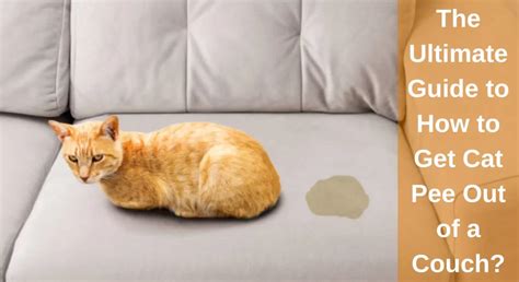 The Ultimate Guide To How To Get Cat Pee Out Of A Couch Easy Methods