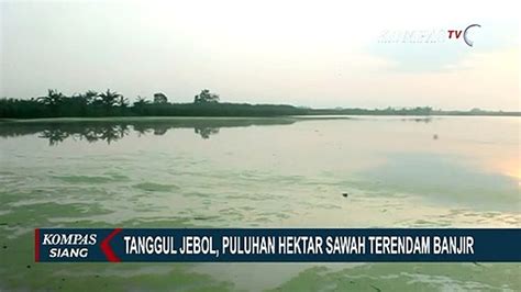 Tanggul Jebol Sawah Puluhan Hektar Terendam Banjir Di Grobogan Video