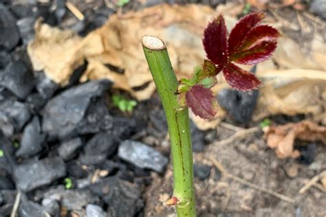 C Mo Germinar Rosas Huerto En Casa