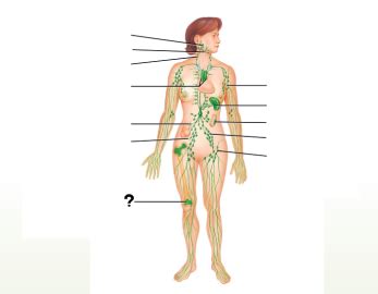 Cells Of The Lymphatic And Immune System Diagram Quizlet