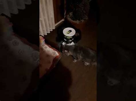 My Baby Cats Doing Things On Their Own Way Youtube