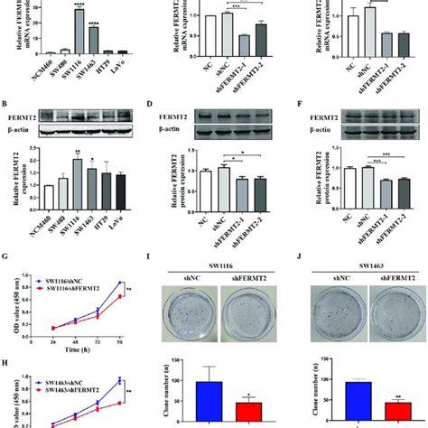 Knockdown Of FERMT2 Inhibited Cell Proliferation And Colony Formation