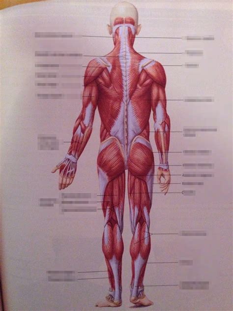 Torso Muscles Posterior View Diagram Quizlet