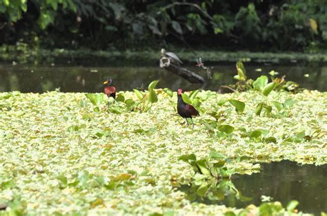 Fauna Del Ecuador