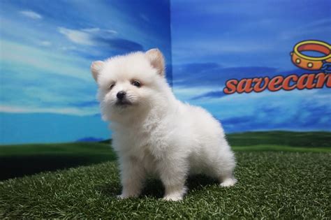 Lul De Pomerania Hembra Comprar Perros Y Cachorros Consulta Precio