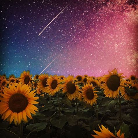 Girasoles Frases Reflexiones On Tumblr