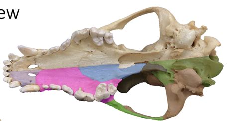 Canine Skull Ventral View Diagram Quizlet