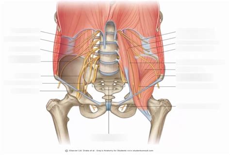 Unit 27 Posterior Abdominal Wall Diagram Quizlet