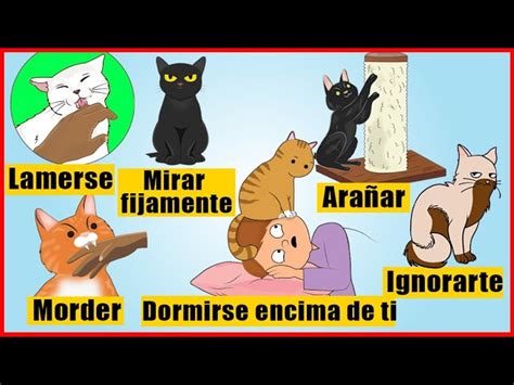 Cómo interpretar el comportamiento de tu gato consejos y soluciones