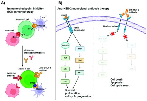 Monoclonal Antibody Immunotherapies A Demonstrates The Mechanism Of