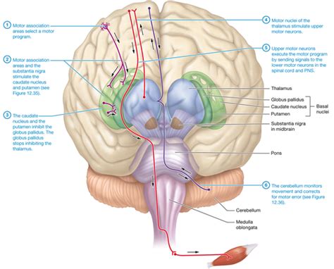 Anatomy Chpt 12 Flashcards Quizlet