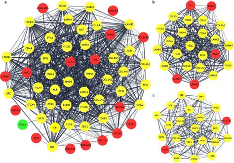 PPI Network Construction Of DEGs And Identification Of Hub Genes A