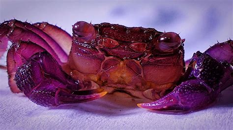 Vampire Crab Molting YouTube