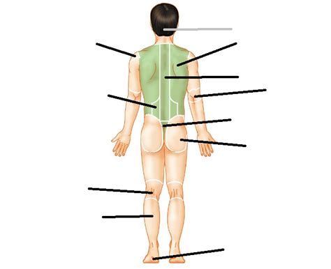 Posterior Regional Terms Diagram Diagram Quizlet