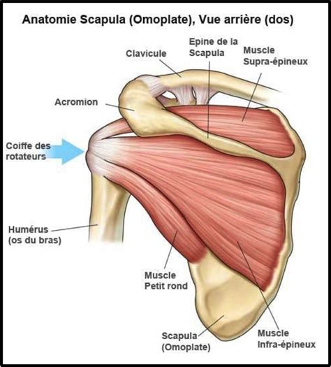 Anatomie de l épaule Centre Epaule Main de Besançon chirurgie
