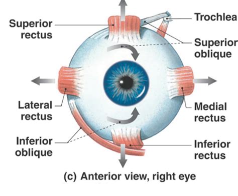 Anatomy Of The Eye Flashcards Quizlet