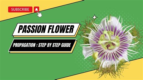How To Grow Passion Flower Youtube