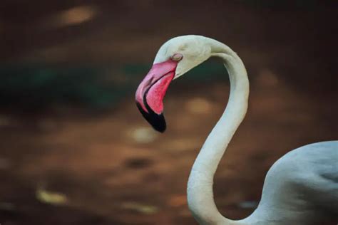 Qué simbolizan los flamencos en diferentes culturas Aves Mundo