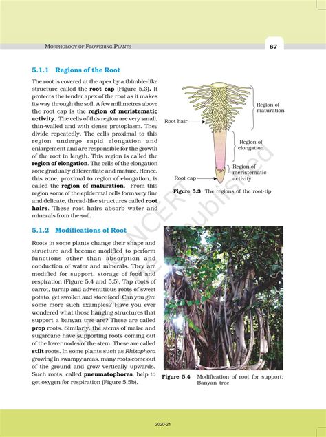 Morphology Of Flowering Plants Ncert Book Of Class Biology