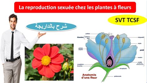 la reproduction sexuée chez les plantes à fleurs شرح بالداريجة 2